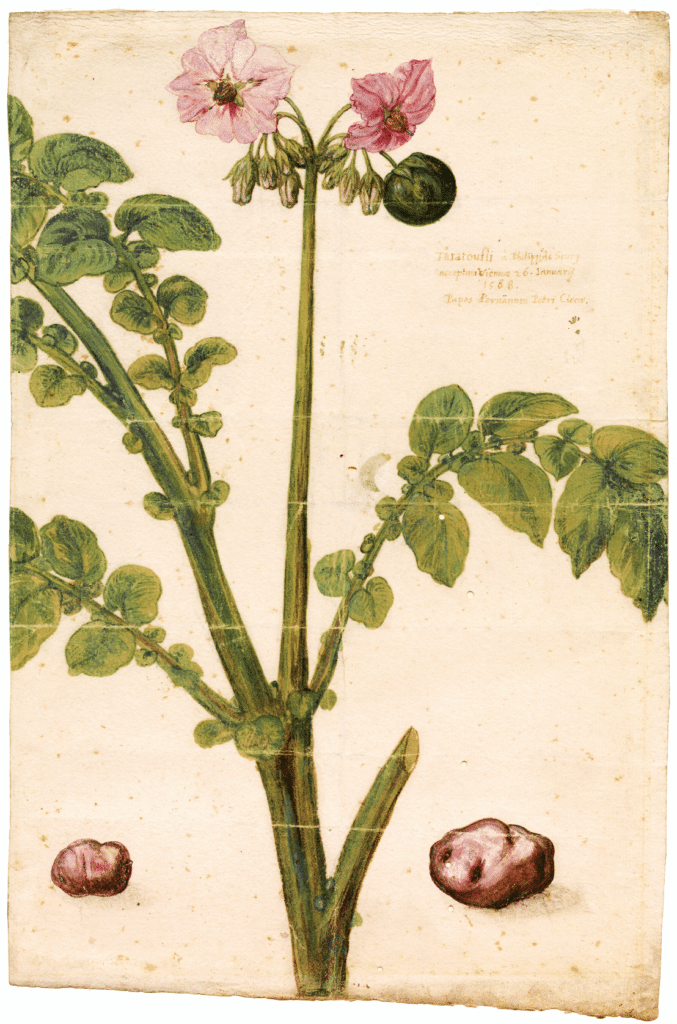 the low countries The Victory March of the Potato Across Europe Began ...