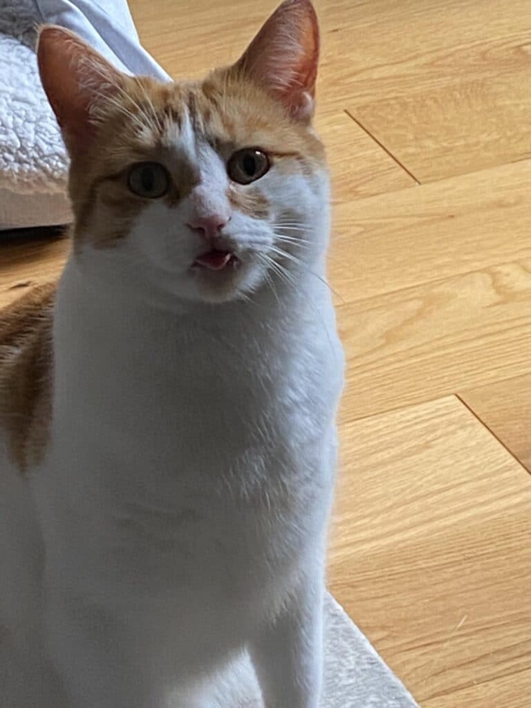 the low countries Blep, Sploot and Zoomies: Online Cats and Dogs Leave ...