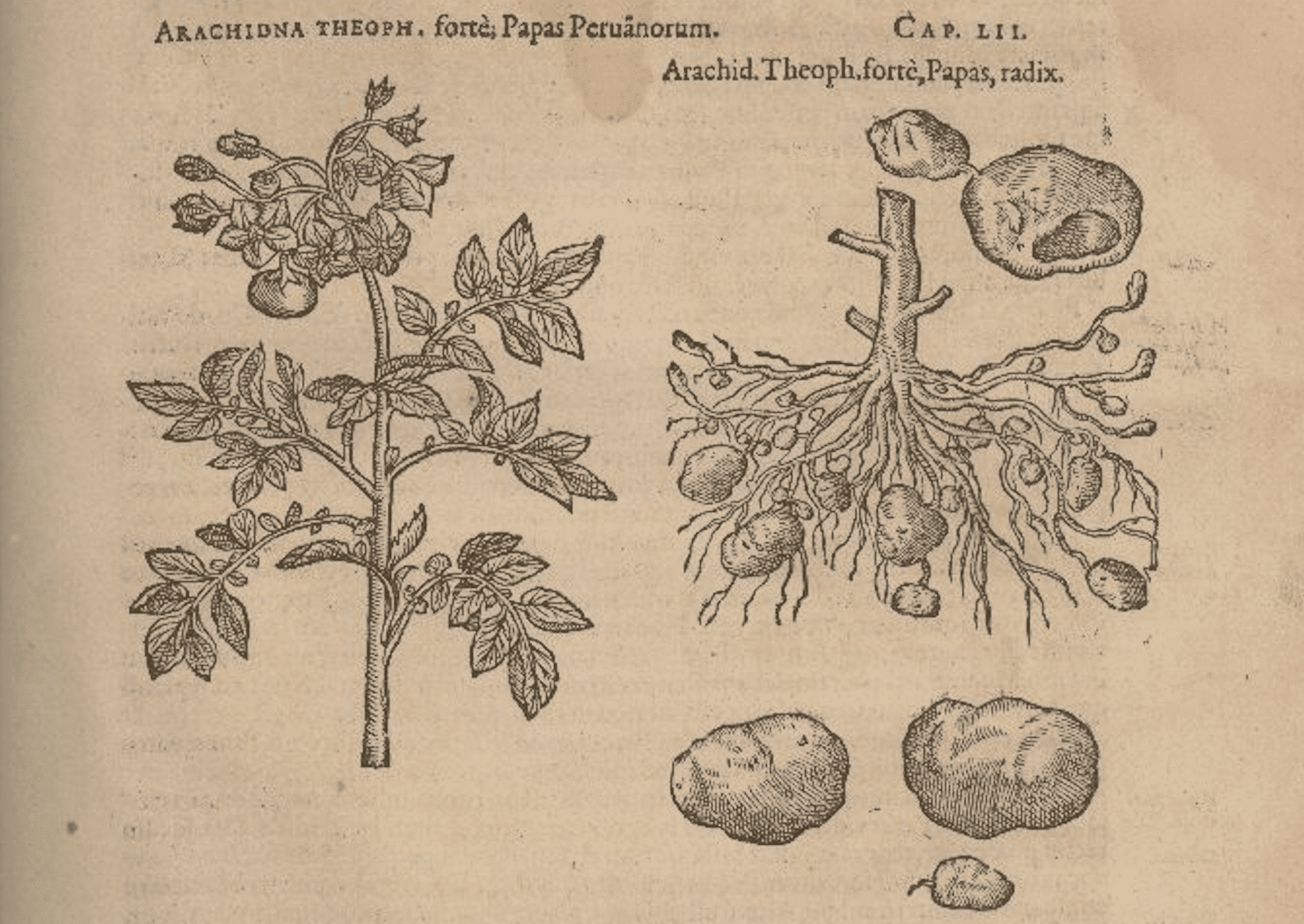 the low countries The Victory March of the Potato Across Europe Began ...