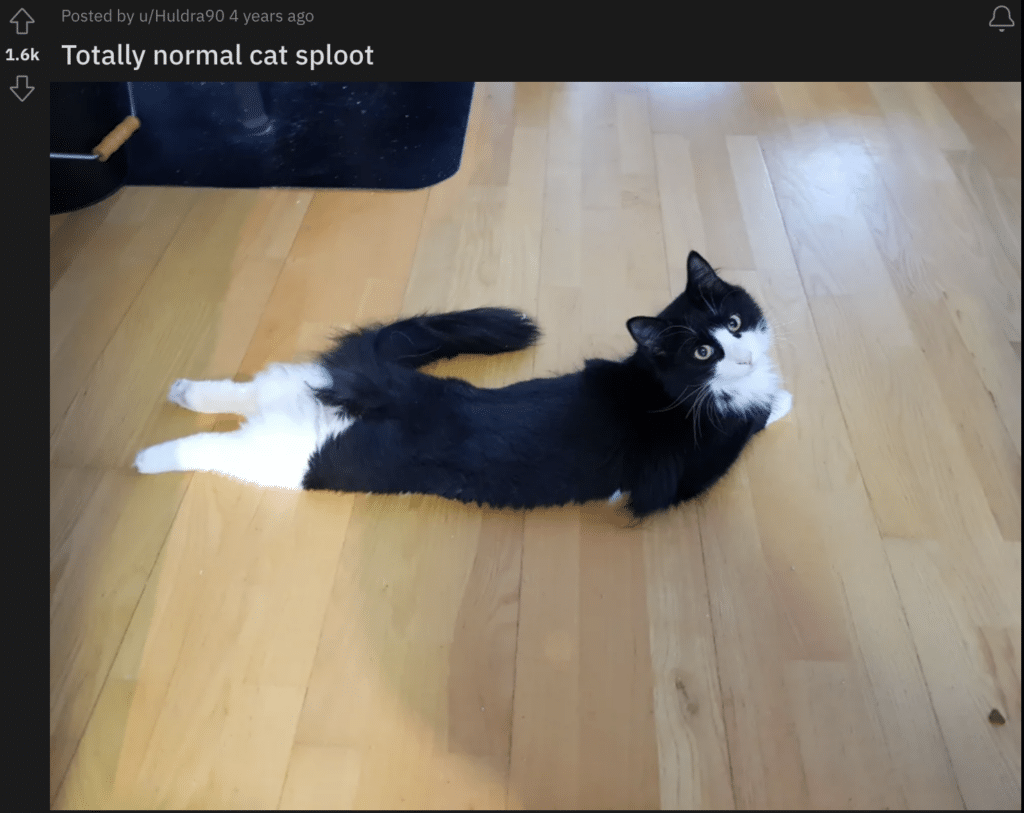 the low countries Blep, Sploot and Zoomies: Online Cats and Dogs Leave ...