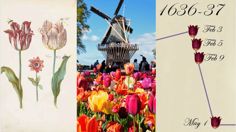 the low countries The Tulip: the Myth, the Mania and the Man - the low ...