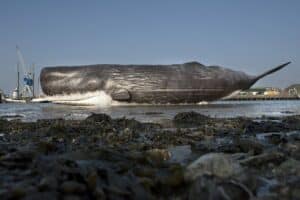 the low countries To Spitsbergen and Back: Four Centuries of Dutch ...